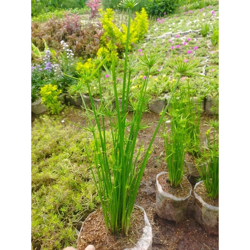 Jual papirus mini tanaman air cyperus | Shopee Indonesia