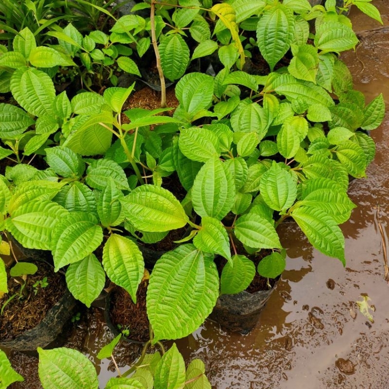 Jual Bibit Tanaman Daun Pohpohan Cabutan / Tanaman lalapan poh pohan ...