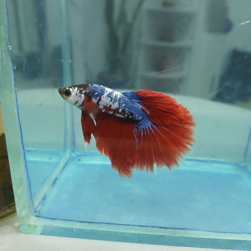 Jual (197) Hiasan Akuarium HM Fancy / Foto Asli ( Cupang ) | Shopee ...