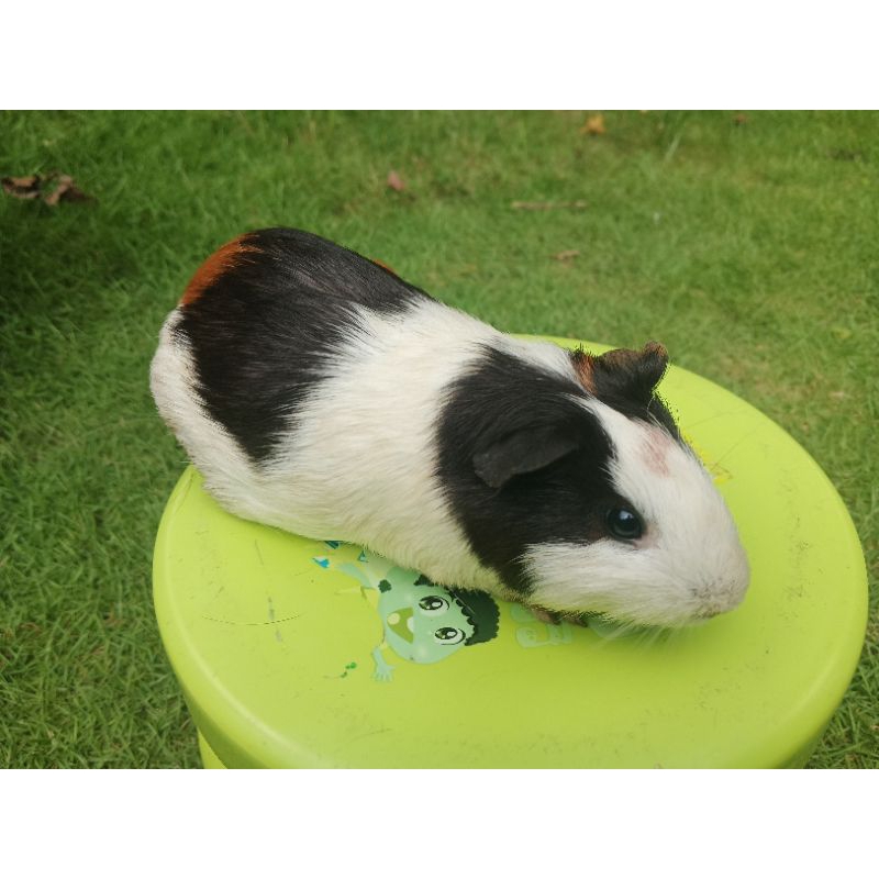 Jual Marmut Marmot Guinea Pig Lokal Abysinian Bisa Pilih Jenis dan ...
