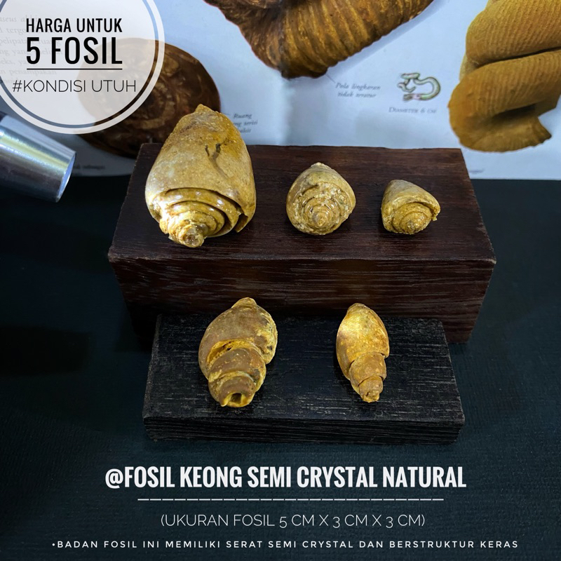 Jual Fosil Keong Semi Crystal A38 atau Fosil Kerang atau Fossil ...