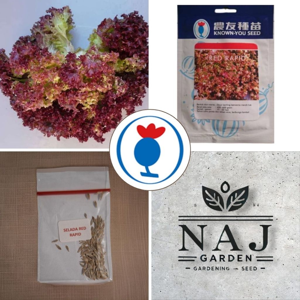 Jual Benih Selada Red Rapid Berkualitas dari Known You (Isi 75 Butir Kemasan Repacking) | Shopee ...