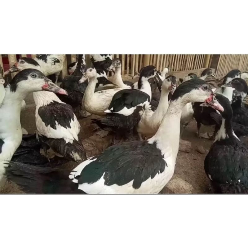 Jual Entok dewasa super usia 2-3 bulan | Shopee Indonesia