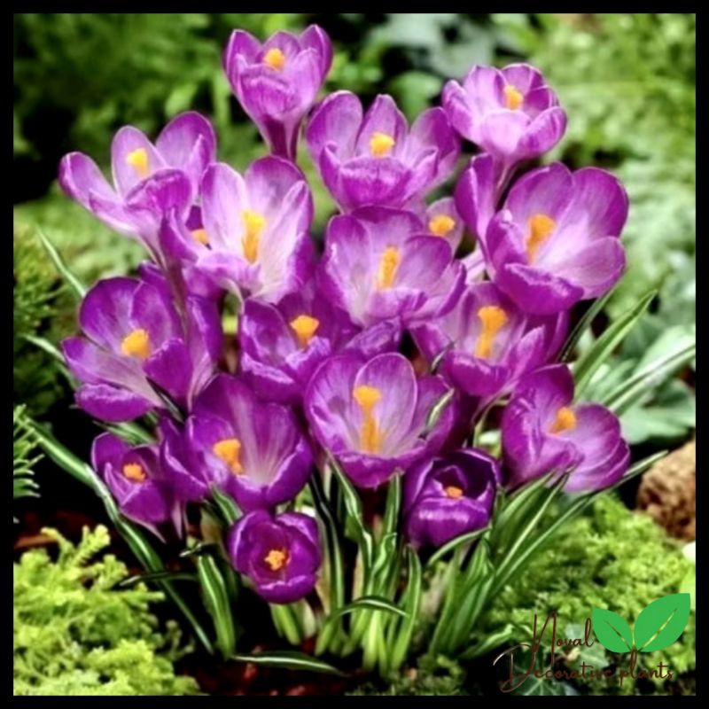 Jual Tanaman Hias Lili Hujan - Bunga Hitup Kucai Tulip - lily hujan ...