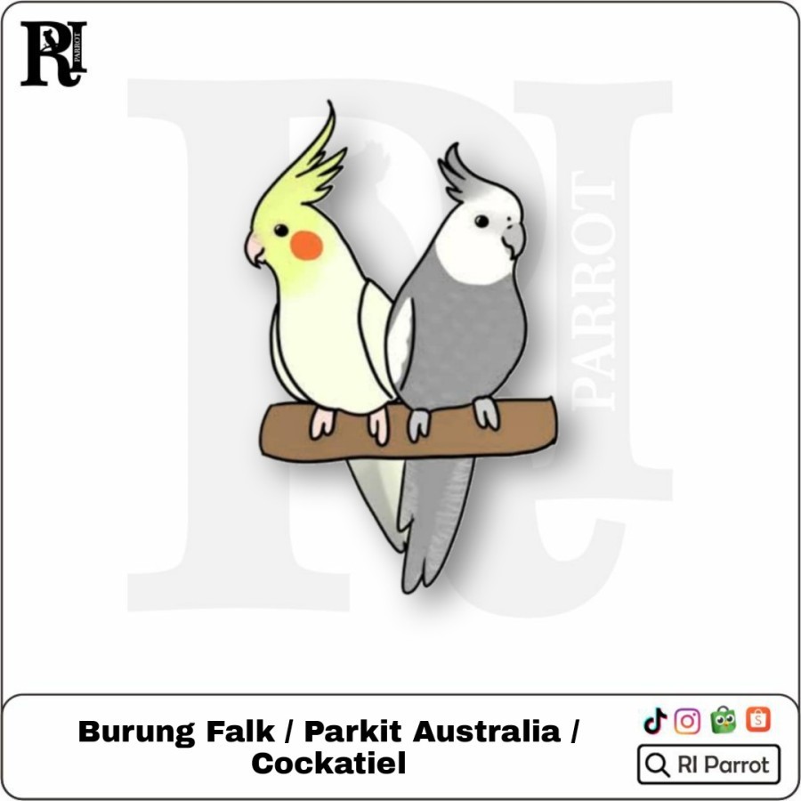 Jual Falk Parkit Australia Cockatiel ( Kode 001 ) | Shopee Indonesia