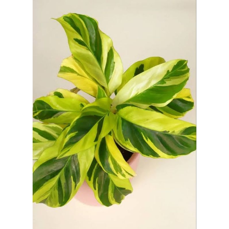Jual Calathea Yellow Fusion/Meranti Kuning | Shopee Indonesia