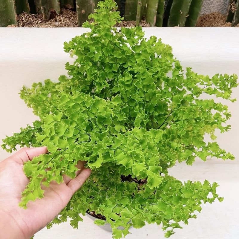 Jual Tanaman hias Suplier Kriting Rimbun / Tanaman hias Suplir Kriwil ...