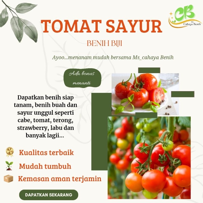 Jual Benih biji tomat sayur merah paket (100 gram), biji tomat sayur ...