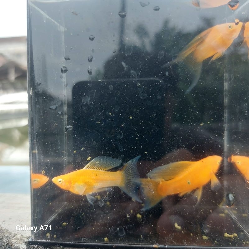 Jual molly sunkist cawang panjang jumboo isi 15 ekor | Shopee Indonesia