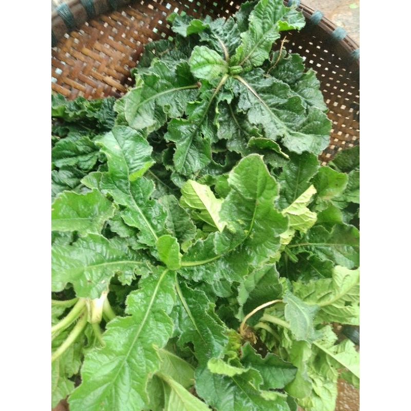 Jual DAUN TAPAK LIMAN SEGAR 100 GRAM / DAUN TAPAK LIMAN OBAT HERBAL ...