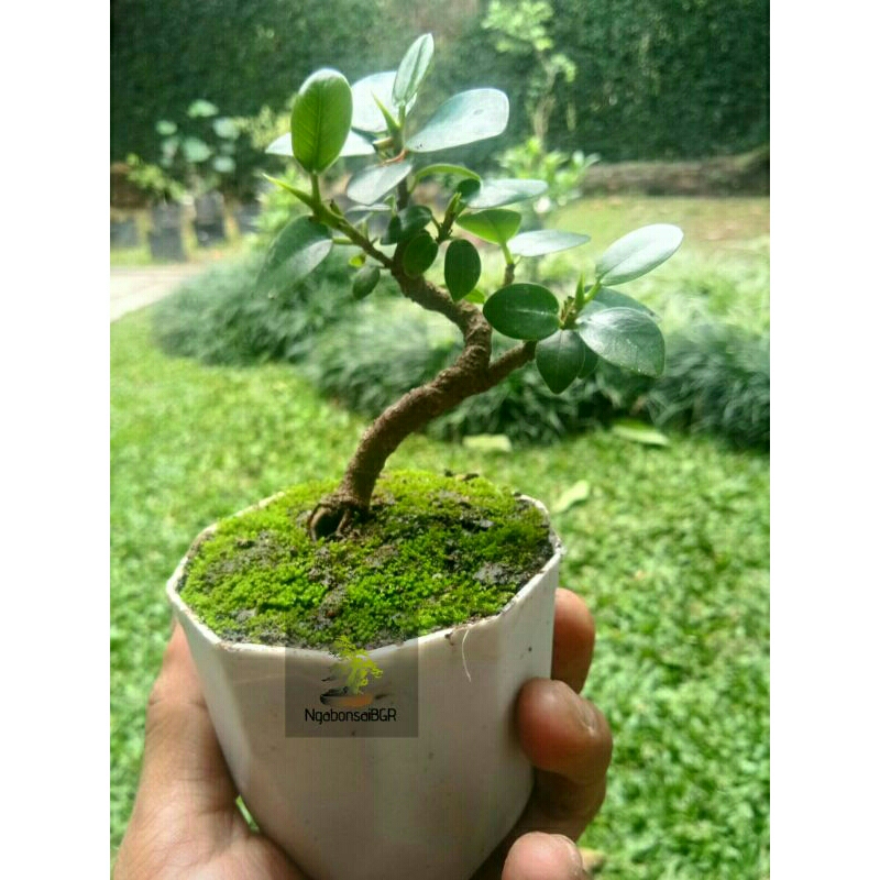 Jual Bonsai Mini 3 Pohon | Shopee Indonesia