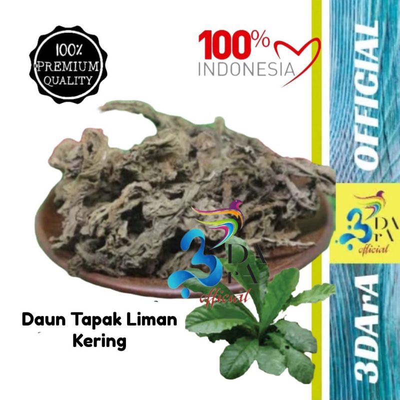 Jual Daun Tapak Liman Kering Asli Kualitas Premium | Shopee Indonesia