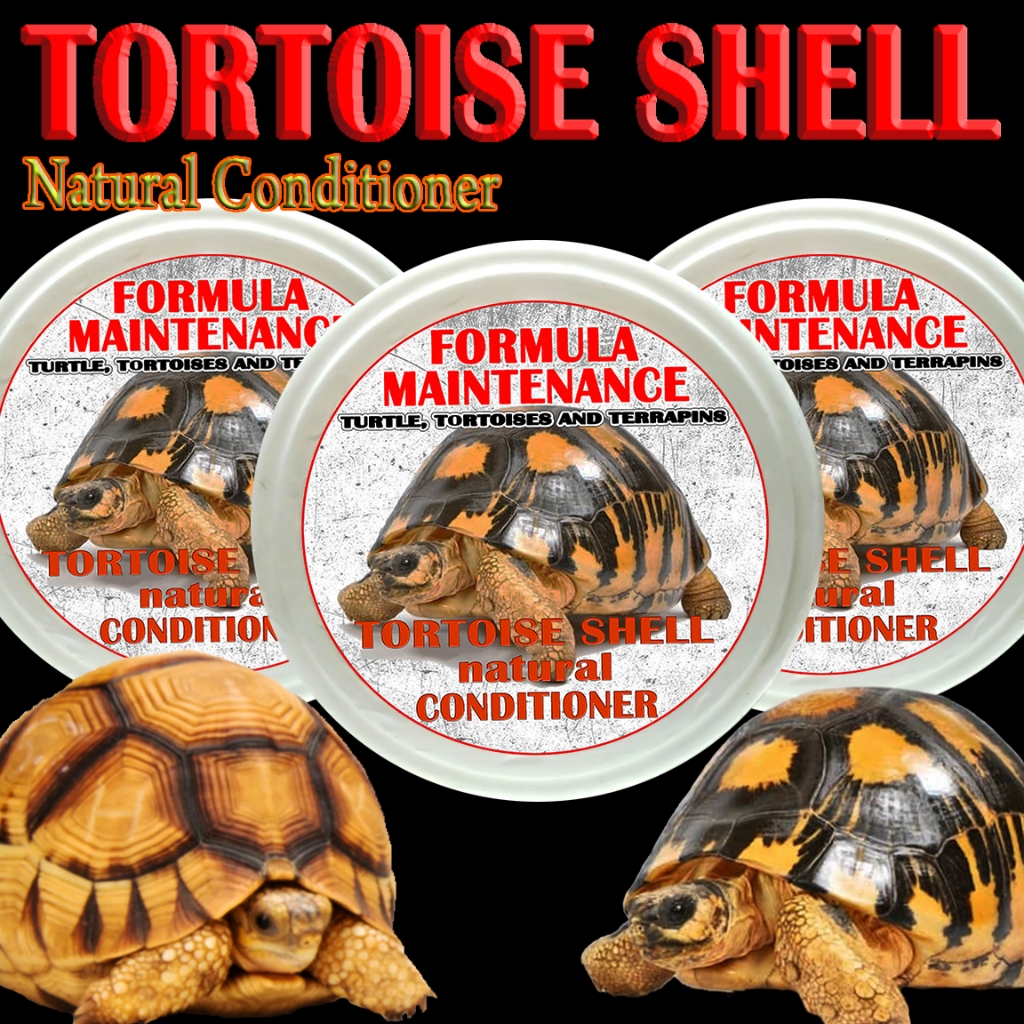 Jual TORTO SHELL PELEMBAB KERAPAS CANGKANG TEMPURUNG KURA KURA DARAT ...