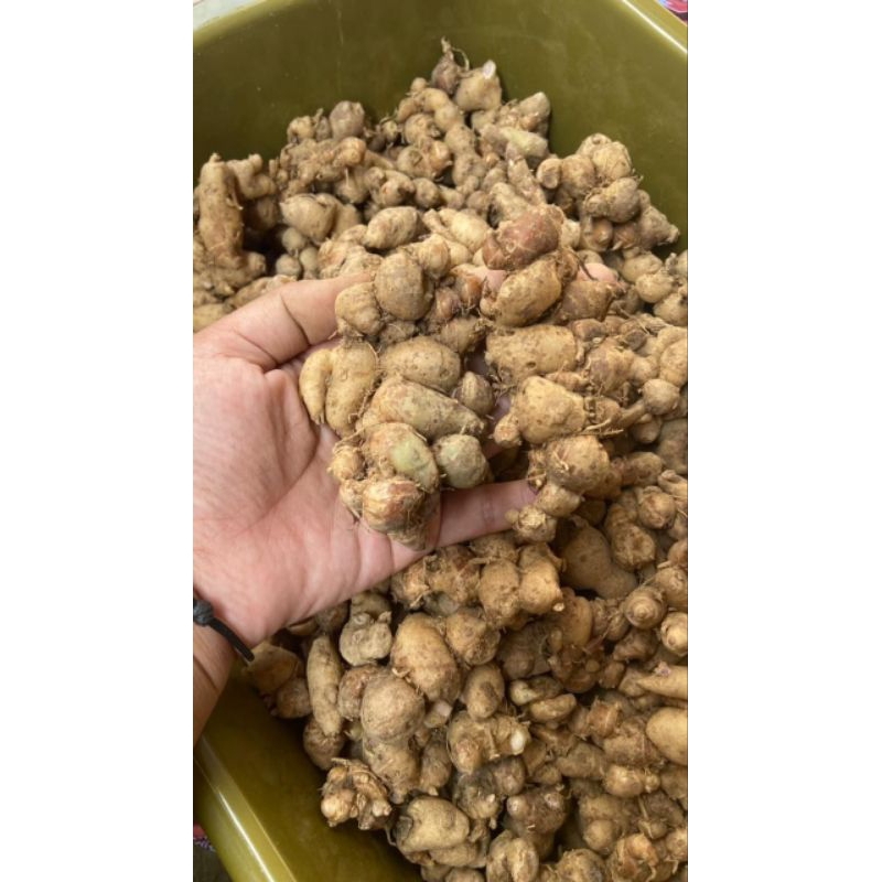Jual KENCUR JAWA 1KG BAHAN BUMBU SEBLAK | Shopee Indonesia