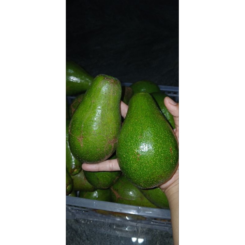 Jual Alpukat Mentega Singkawang 1kg | Shopee Indonesia