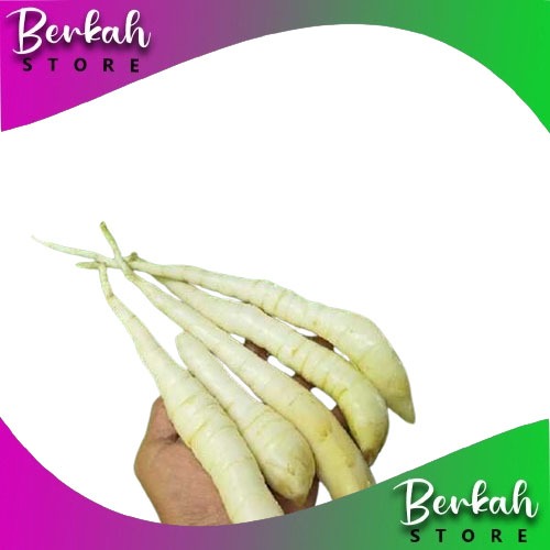 Jual Umbi Garut ( Maranta arundinaceae ) Segar 1 Kg untuk toko BERKAH STORE | Shopee Indonesia