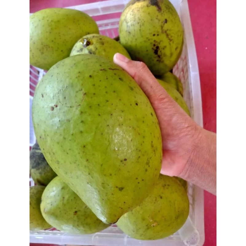 Jual BUAH PAKEL MASAK POHON 1KG | Shopee Indonesia