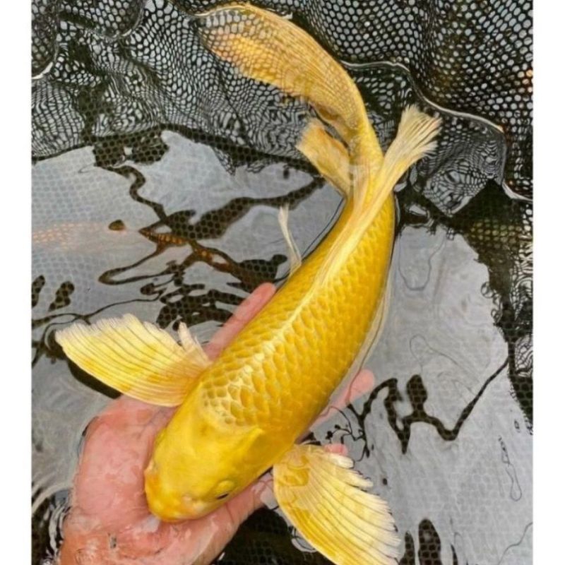 Jual ikan koi ogon kuning slayer kumpay ukuran 25-30cm | Shopee Indonesia