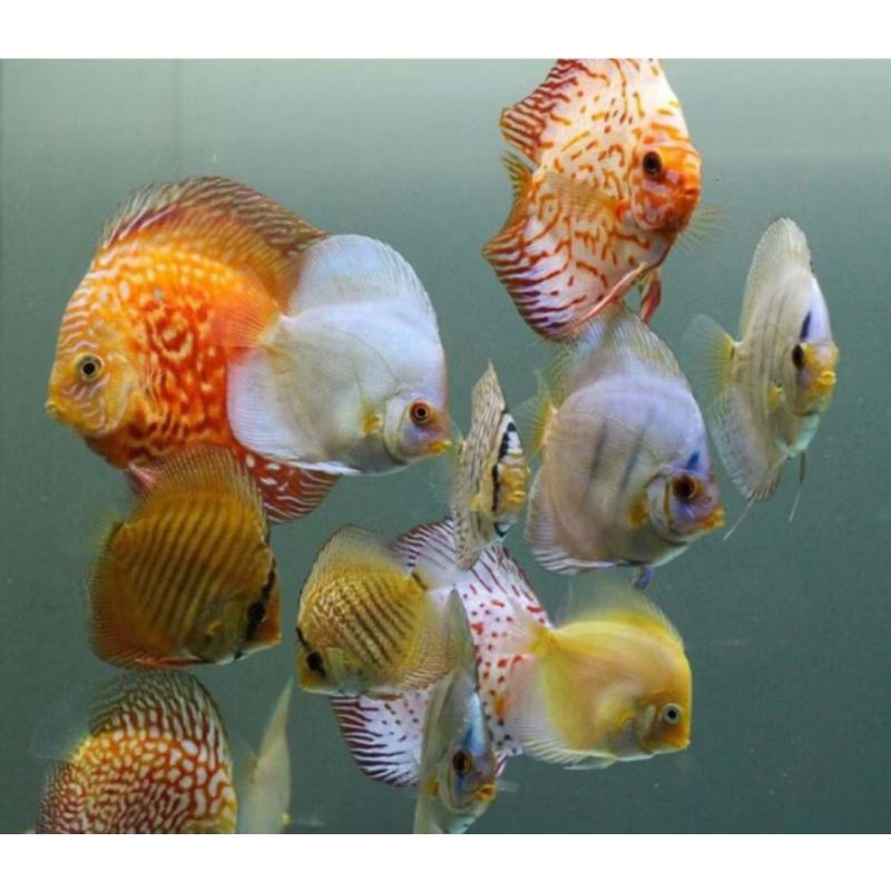 Jual Berbagai Jenis Discus //ikan hias aquarium | Shopee Indonesia