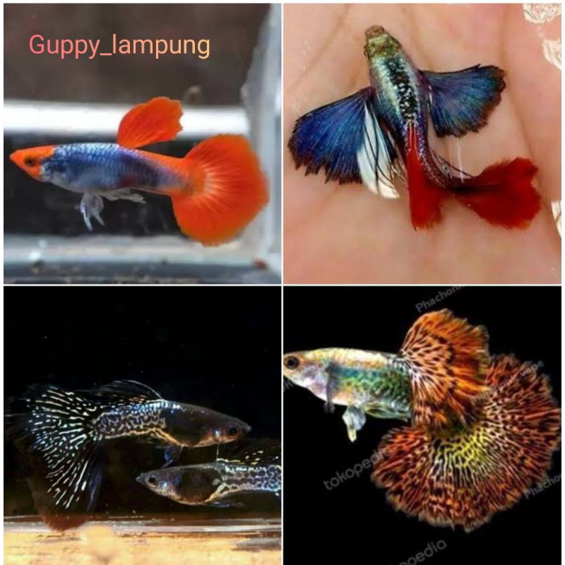 Jual paket 4 pasang guppy | Shopee Indonesia