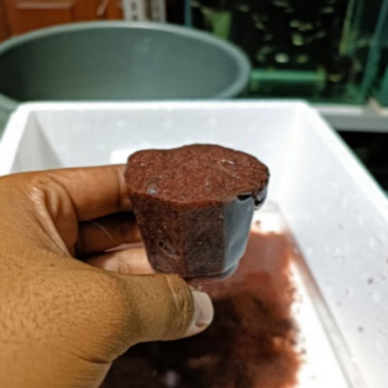 Jual cacing sutra cup casut | Shopee Indonesia