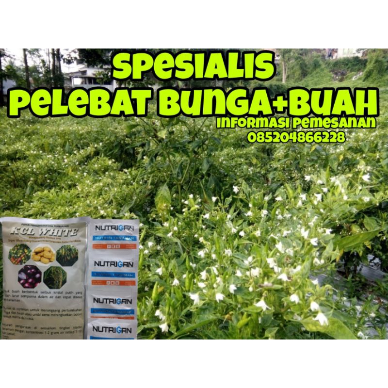 Jual Nutrigen KCL White Spezialis Pelebat Bunga + Buah | Shopee Indonesia