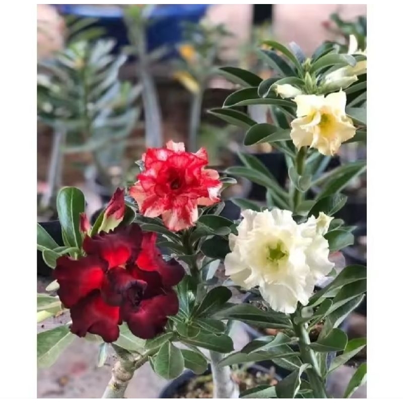 Jual Tanaman Hias Adenium Kamboja Jepang Bunga Tumpuk 4 Warna Tanaman