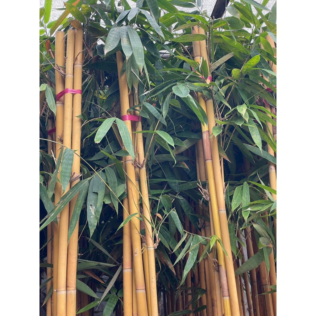 Jual Pohon Bambu Kuning 2/3 Meter, Tanaman Bambu Kuning, Pohon ...