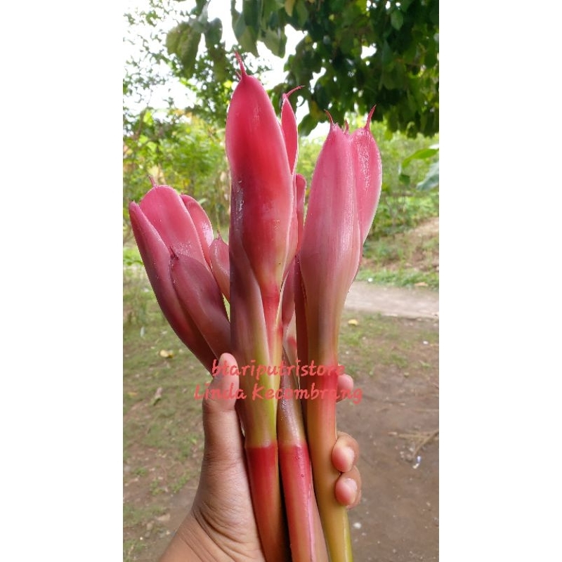 Jual BUNGA KECOMBRANG MERAH KUNCUP | Shopee Indonesia