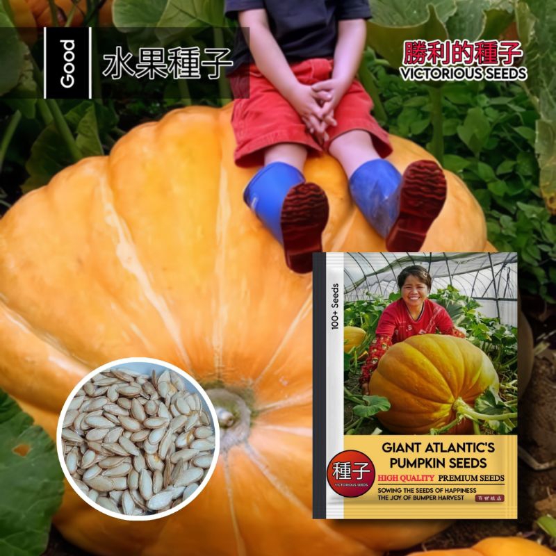 Jual 1 Pack (100 Butir) Bibit Labu Raksasa Atlantic's Original F1 ...