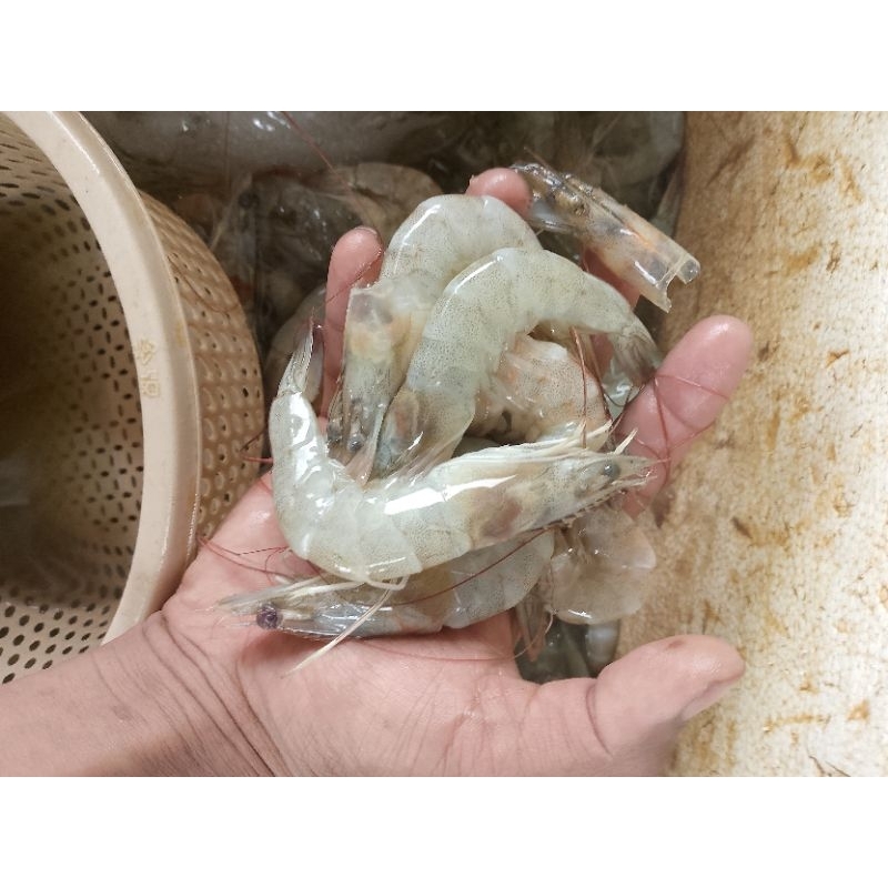 Jual udang besar panami | Shopee Indonesia