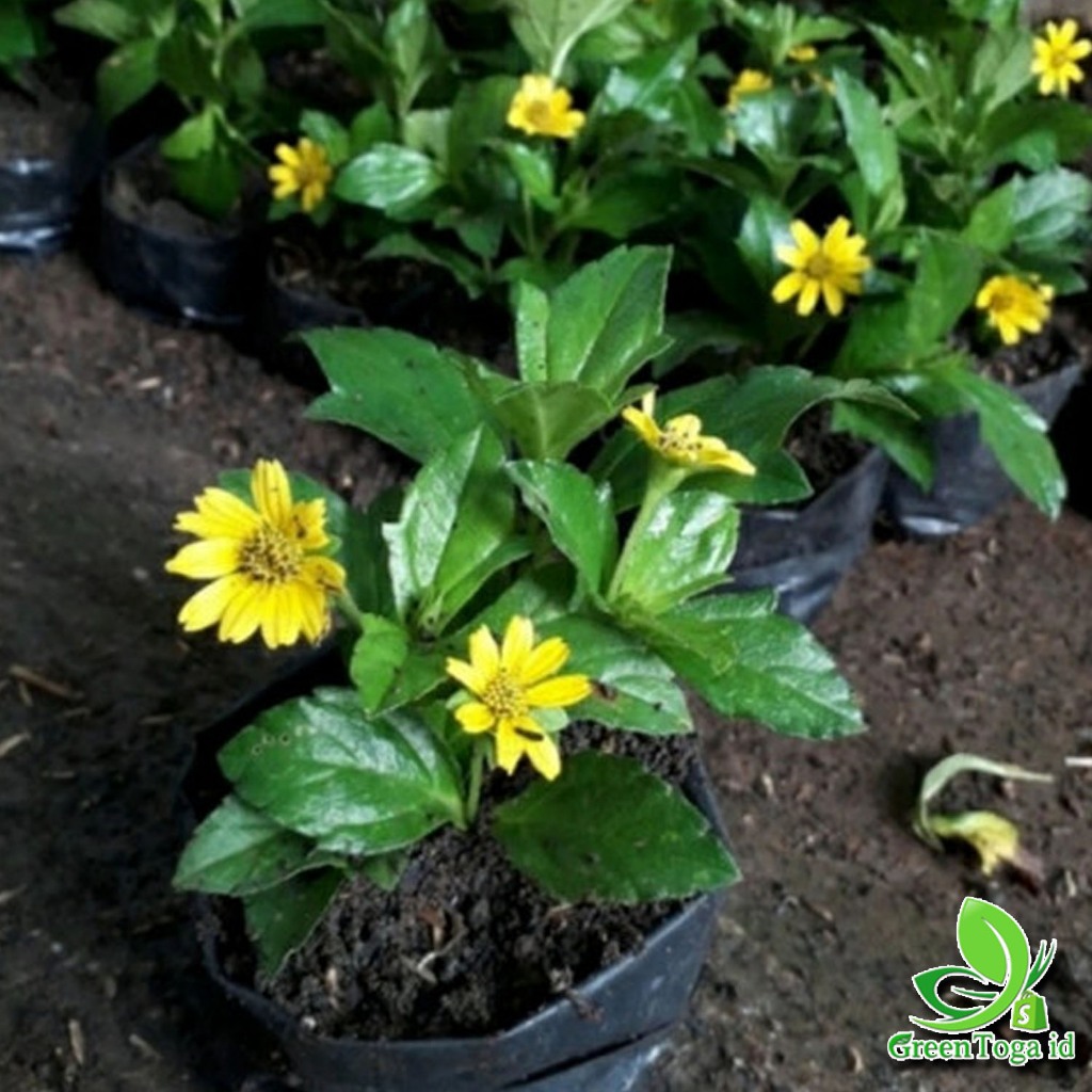 Jual Bibit Bunga Wedelia Frseh Organik Sphagneticola trilobata ...