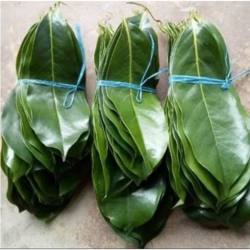 Jual daun sirsak segar obat herbal per 100 lembar | Shopee Indonesia