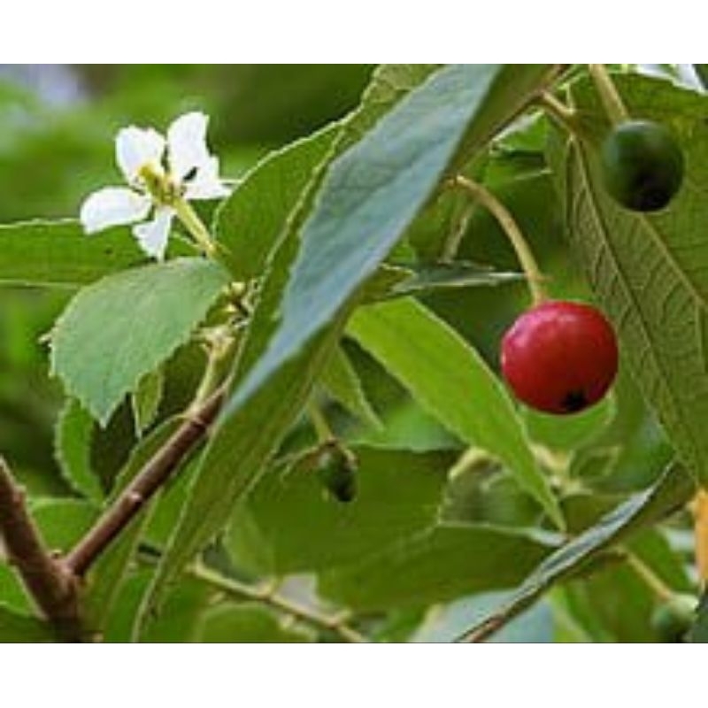 Jual Tanaman Pohon Buah Kersen / Jamaican Cherry / Panama Berry ...