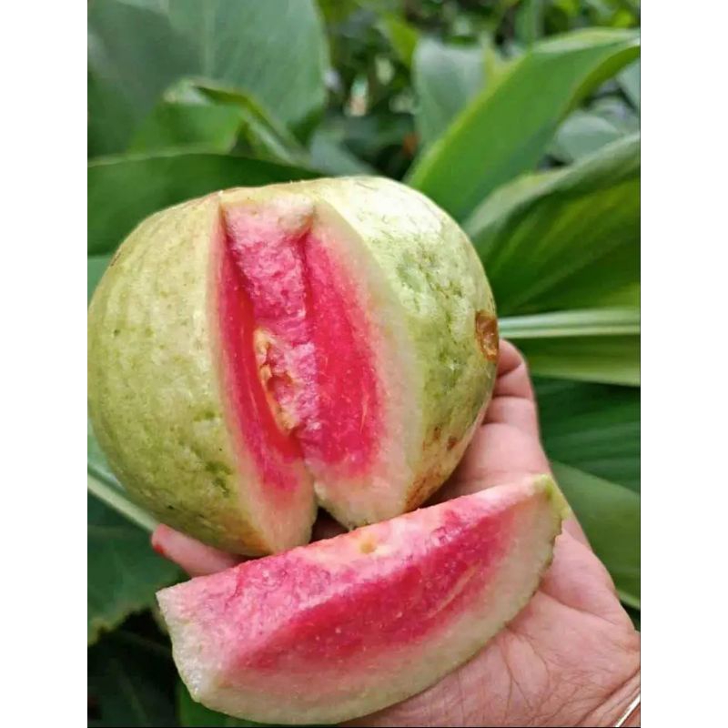Jual Buah Jambu Kristal Merah/Red Diamond Jember FRESH 1Kg. | Shopee ...