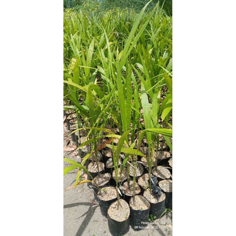 Jual bibit roystonea regia palem raja | Shopee Indonesia