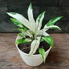 Jual Pece Lily Varigata– Bunga Elegan dengan Keindahan dan Ketenangan ...