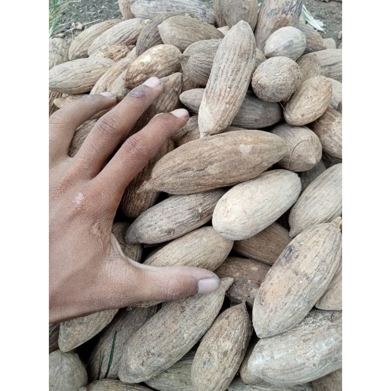 Jual biji Ulin Kalimantan fresh ( 5 biji ) | Shopee Indonesia