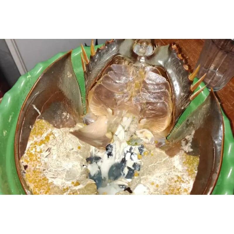 Jual TELUR KEPITING MIMI/ TELUR BLANGKAS LIVE | Shopee Indonesia