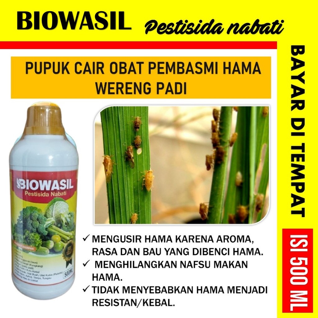 Jual Pestisida Nabati Obat Hama Wereng Coklat Pada Tanaman Padi - Obat ...