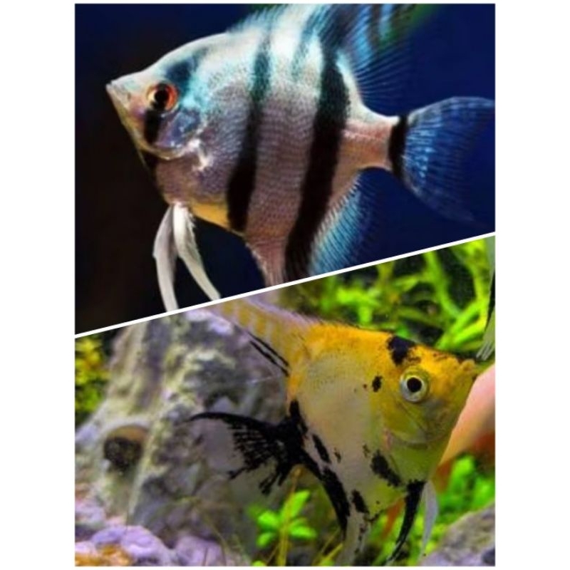 Jual Manfish Blue Pinoy 3cm | Manfish Koi 2-3cm | Bisa Bayar Ditempat ...