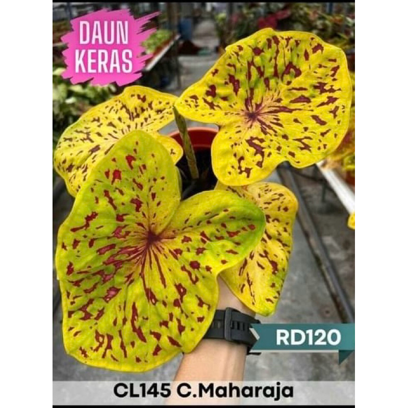Jual CALADIUM THAILAND MAHARAJA - keladi kuning | Shopee Indonesia