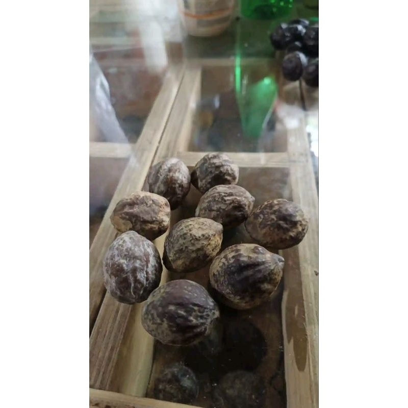 Jual muncang jantan jenis lokal / 10 biji | Shopee Indonesia