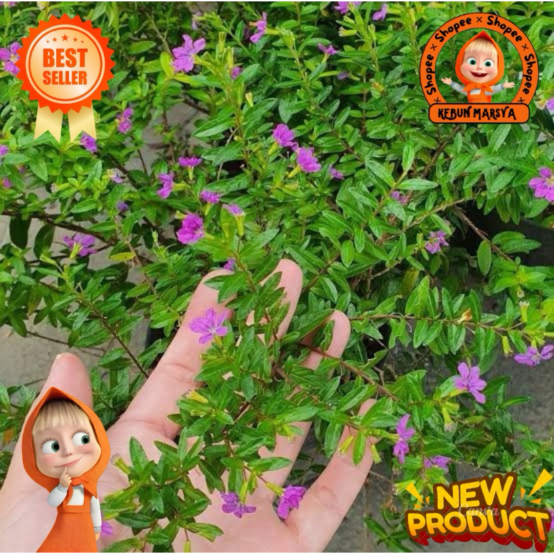 Jual PROMO!!! Paket 10 Tanaman Hias Bunga Taiwan Ungu Taiwan Beauty ...