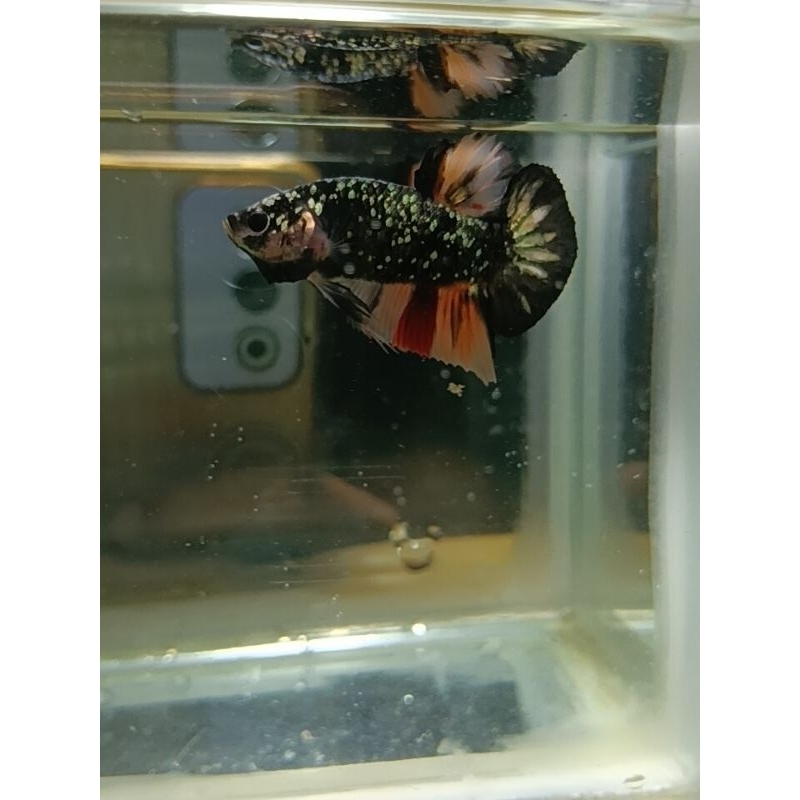 Jual Cupang Avatar Nemo Cooper | Shopee Indonesia