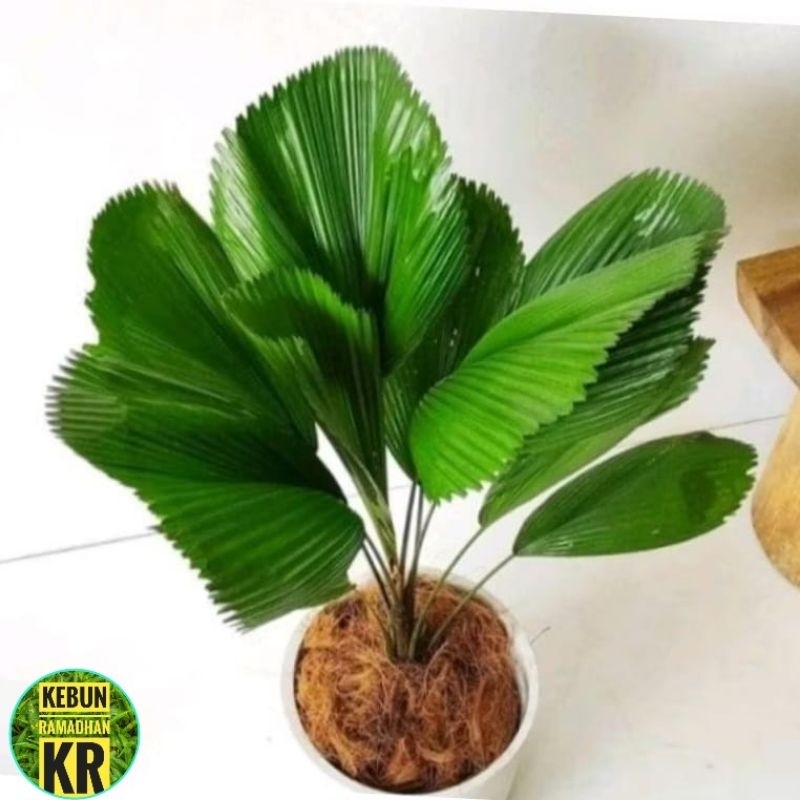 Jual Tanaman Hias Palm kol Jenis Tanaman Ini Cepat Pertumbuhannya Dan ...