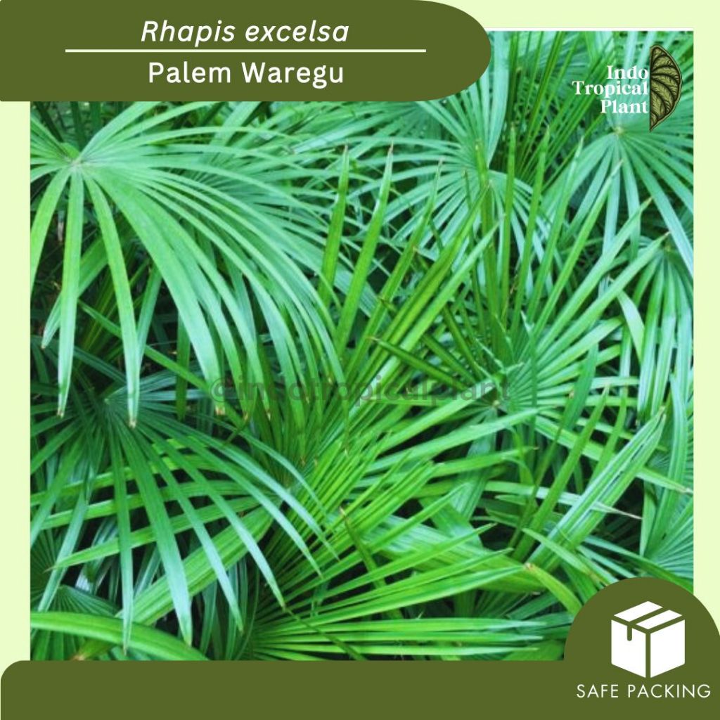 Jual Tanaman Hias Palem Waregu / Rhapis excelsa / Hiasan Taman | Shopee ...