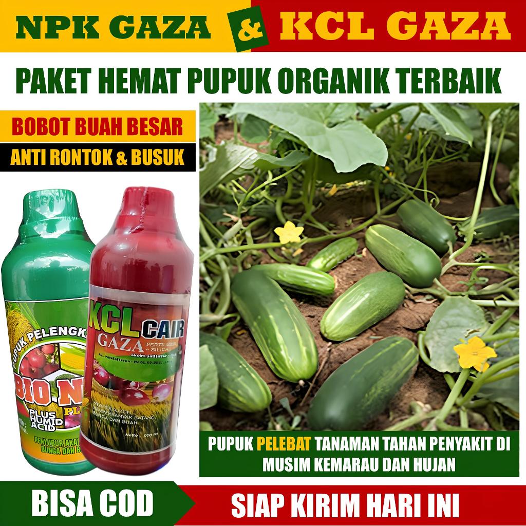 Jual PAKET 2 BOTOL NPK GAZA & KCL GAZA Pupuk Timun Cepat Berbuah Booster Timun Anti Rontok Dan ...