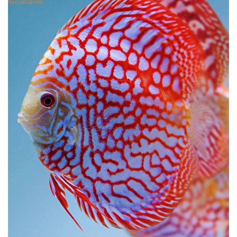 Jual Discus Red Map //ikan hias aquarium | Shopee Indonesia