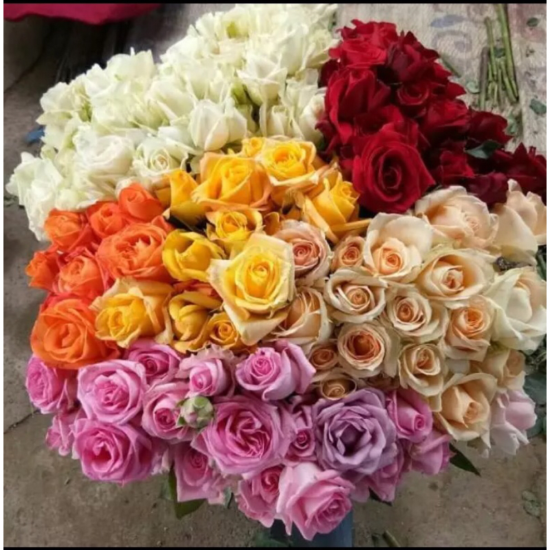 Jual Mawar Segar Per Ikat Warna Random | Shopee Indonesia